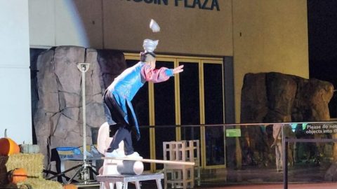 GloWild Lantern Festival at the Kansas City Zoo & Aquarium 2024 - The ...